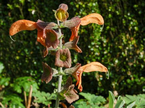 Salvia Africana Lutea Seed