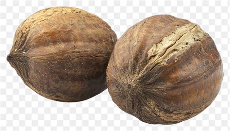 Png Oak Nuts Ammunition Ingredient Free Png Rawpixel