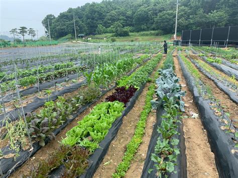 삼남매주말농장 경기도 화성시 비봉면 주말농장 당근 동네 업체