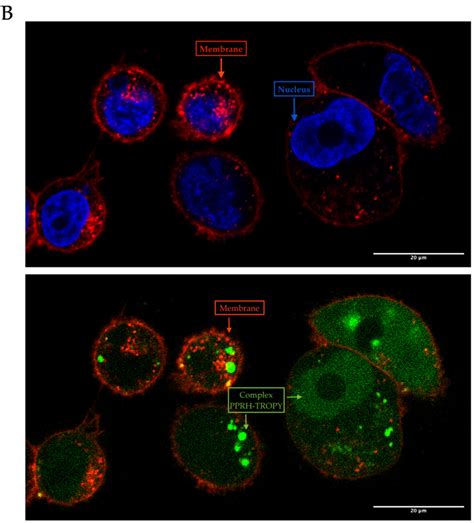 Cell Internalization Of Pprhs A Images From Bright And Merge Download Scientific Diagram