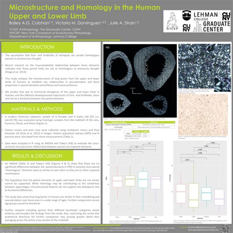 Pdf Microstructure And Homology In The Human Upper And Lower Limb
