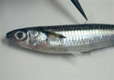ギンイソイワシ 2004 04 30 Web魚図鑑