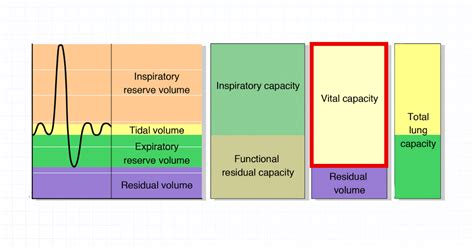 Forced Vital Capacity Fvc An Overview 2025