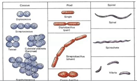 MCB L Ex Simple Staining Flashcards Quizlet