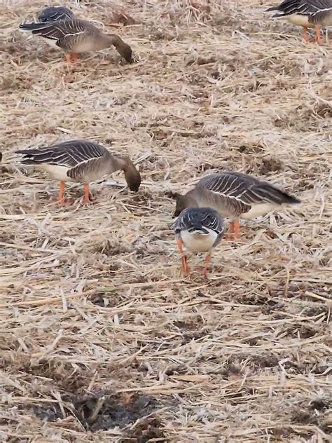 기러기 밥 먹기 Youtube