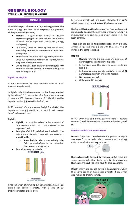 Meiosis Overview And Genetic Diversity General Biology Stem 12 Studocu
