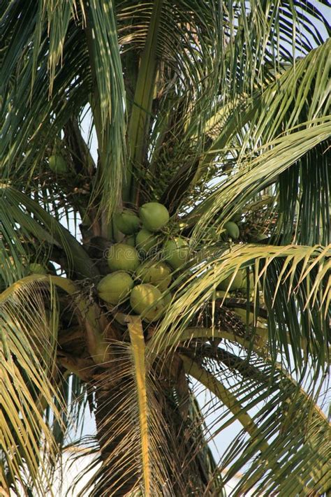 Coconut Tree In An Orchard Vietnam Stock Image Image Of Vegetation Vietnam 321150393