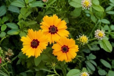 100 Golden Wave Tickseed Seeds Coreopsis Basalis Native Annual Wil