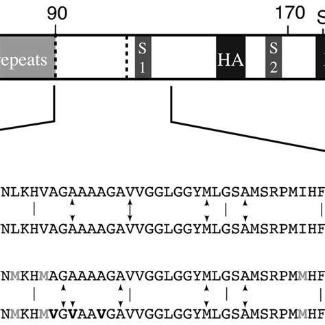 A Schematic Diagram Of The Prp Showing The Sequence Motifs And Download Scientific Diagram