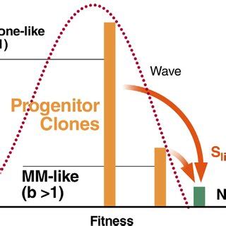 Mechanism Of Asexual Adaptation When Selection Coefficient S Varies Download Scientific Diagram