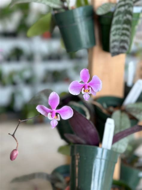Phal. schilleriana x sib | Calade Orchids and Tropicals