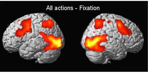Whole Brain Glm Analysis With The Contrast All Agents Human Android Download Scientific