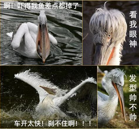 鸟人说鸟1 大波浪汤勺嘴这种鹈鹕有点萌 知乎