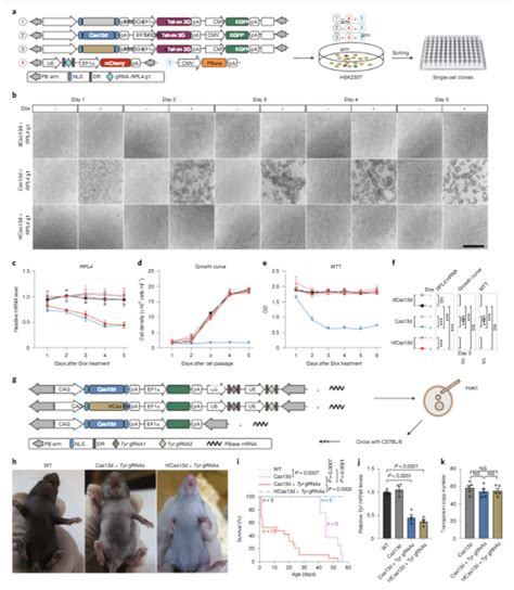 Nat Biotech 中科院杨辉组通过靶向rna降解的高保真cas13变体降低副作用 知乎