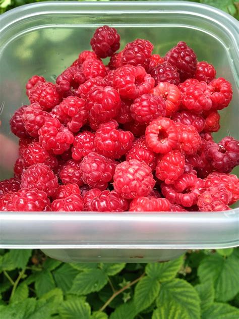 Mary S Musings Raspberry Time