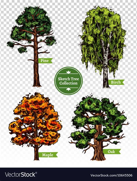 Color Sketch Tree Set Royalty Free Vector Image
