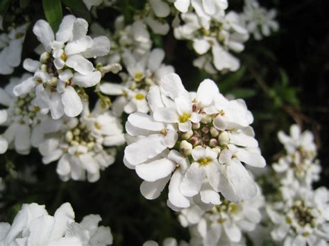Iberis Pruitii Violet Flowered Candytuft Herbaceous Perennialrhs