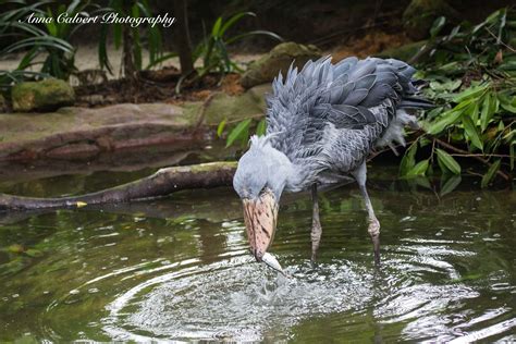 Birds Shoebill Catching Fish Also Known As Whalehead Wha Flickr