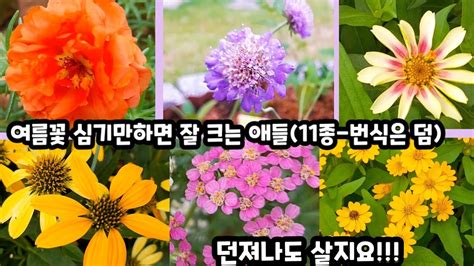 여름에 피는꽃 심기만 하면 잘 크는 꽃 발로 키우는 꽃 11종류 Youtube
