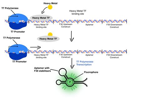 Design Edinburgh Uhasghana Igem 2022