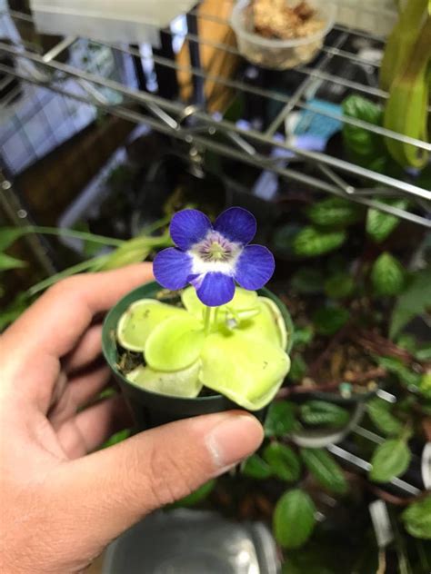 Pinguicula Jackii Bcp