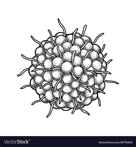 Hand Drawn Varicella Zoster Virus Isolated Vector Image