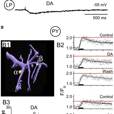 Dopamine 10⁻⁴ M Modulates Vd Neuron Excitability A Direct Da