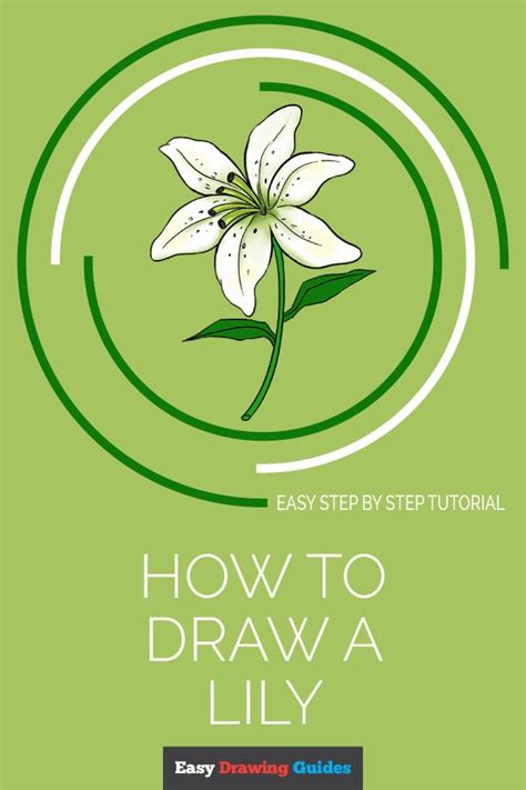 How To Draw A Lily In A Few Easy Steps Easy Drawing Guides Lilies Drawing Flower Drawing