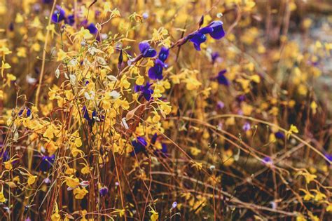 무료 이미지 색깔 식물 집 밖의 아름다운 들 여름 경치 노랑 태국 신선한 꽃 무늬의 녹색 여행 공원 산 배경 봄 아름다움 지독한 화려한