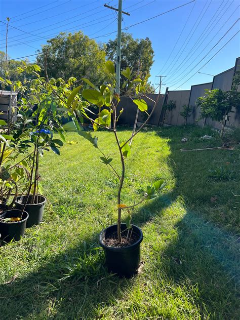 Wax Jambu Redn Fruitopia Nursery