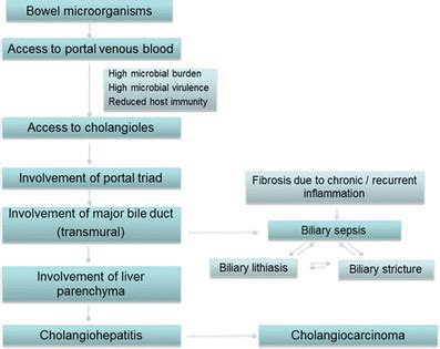 Postulated Pathogenesis Of Recurrent Pyogenic Cholangitis Download Scientific Diagram