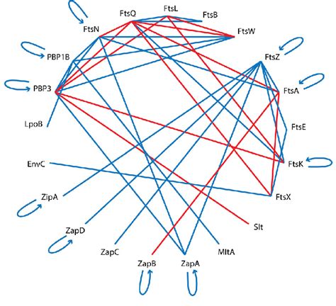 Interaction Network Of E Coli Divisome Proteins Blue Lines Indicate