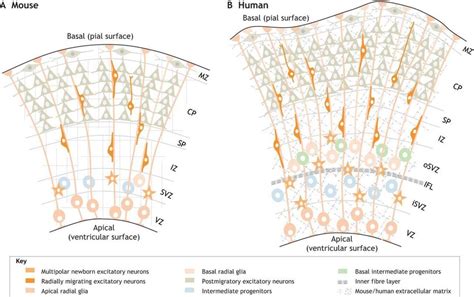 Neuronal Dorsal Cortical Organisation In The Developing Mouse And Human
