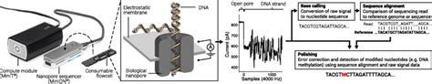 Nanopore Dna Sequencing And Associated Data Analysis A Consumable Download Scientific Diagram