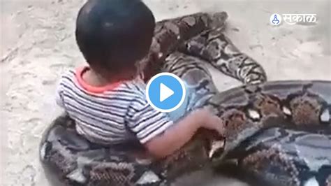 Python Video पिंट्यांची मैत्री अजगरासोबत खेळतोय असा की हातात आहे ससा