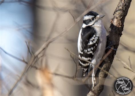 Downy Woodpecker Through Open Lens