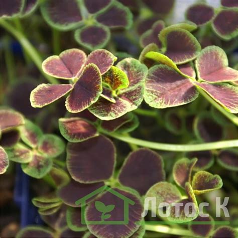 Клевер ползучий 'Pentaphyllum' (Trifolium repens 'Pentaphyllum')