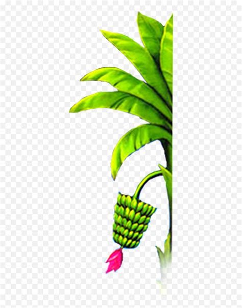 banana tree design elements free png
