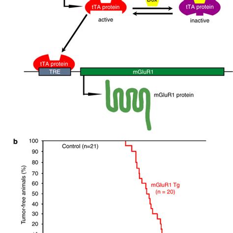 Generation Of Mglur1 Conditional Transgenic Mice A Schematic Diagram Download Scientific