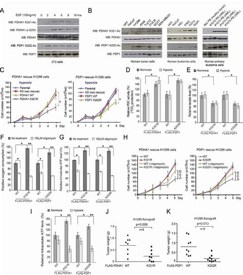 Tyr Phosphorylation Of Pdp1 Toggles Recruitment Between Acat1 And Sirt3 To Regulate The Pyruvate