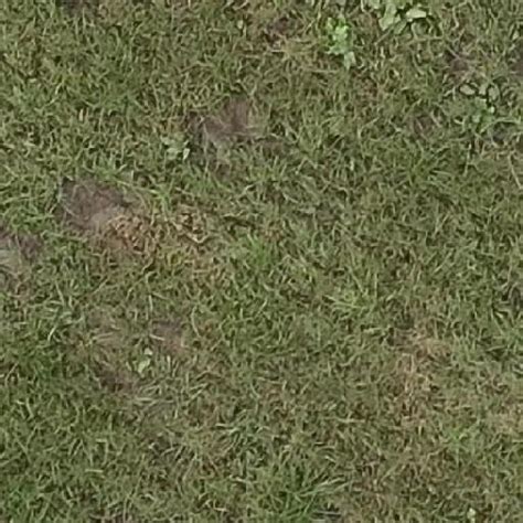 Weed Detection Object Detection Dataset And Pre Trained Model By Weed