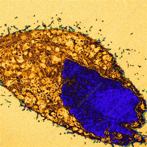 Quantum Dots Cancer Imaging Research Stock Image C033 5265 Science Photo Library