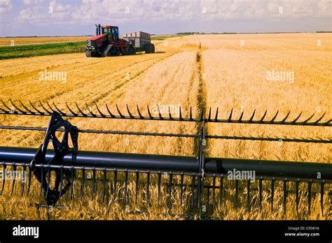 A Combine Header Cuts Wheat During The Spring Wheat Harvest Near A Combine Header Cuts Wheat During The Spring Wheat Harvest Near