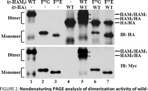Figure 2 From Determinants Of 14 3 3σ Protein Dimerization And Function