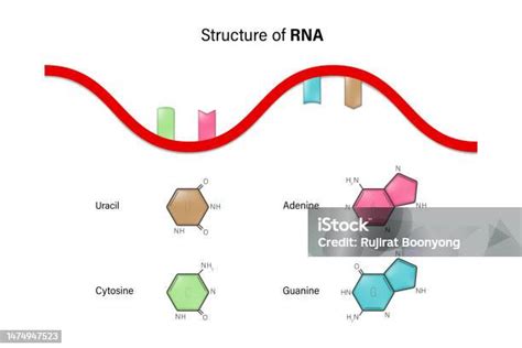 Structure Of Rna Ribonucleic Acid Nitrogenous Base And Sugar Phosphate Backbone Uracil Adenine