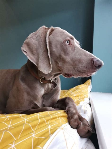 Weimaraner On Tumblr