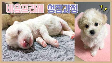 비숑프리제 아기강아지 100일 성장과정 Bichon Frise Youtube