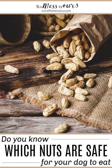 Do You Know Which Nuts Dogs Can Eat Can Dogs Eat Dog Eating Make