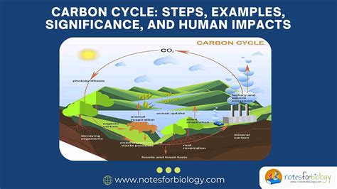 Carbon Cycle Steps Examples Significance And Human Best