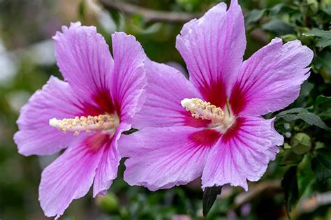Malvaceae Archives Gardeners Path